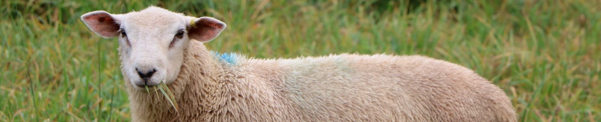 Order Form: Rams and Ewe Lambs - Quality Sheep