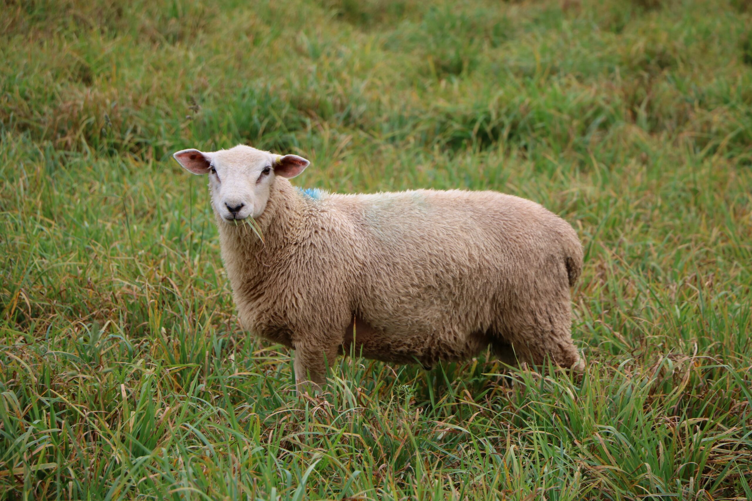 Quality Sheep Breeding Stock PEI - Quality Sheep