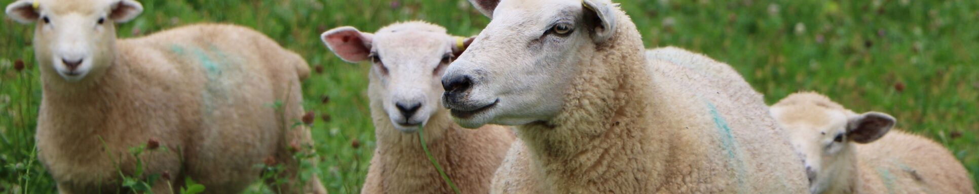 Breeding Stock - Quality Sheep